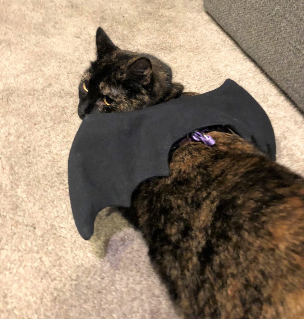 Free Pattern and Tutorial: Bat Wing Costume for Cats and Small Dogs ...